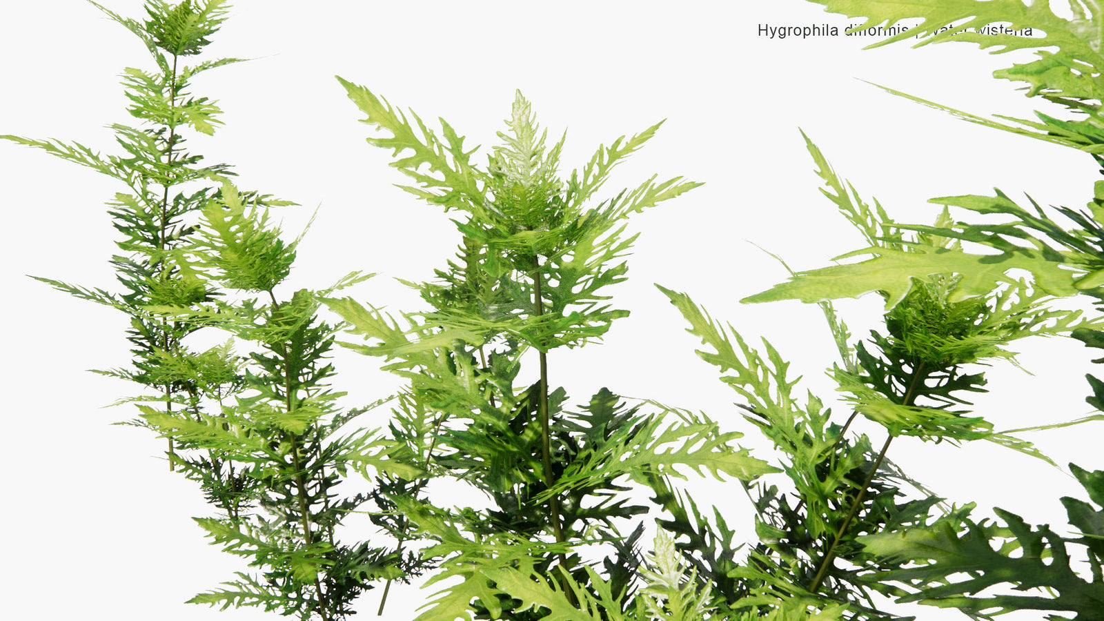 Low Poly | Hygrophila Difformis - Water Wisteria