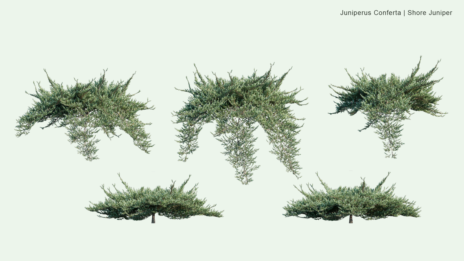 2D | Juniperus Conferta - Shore Juniper