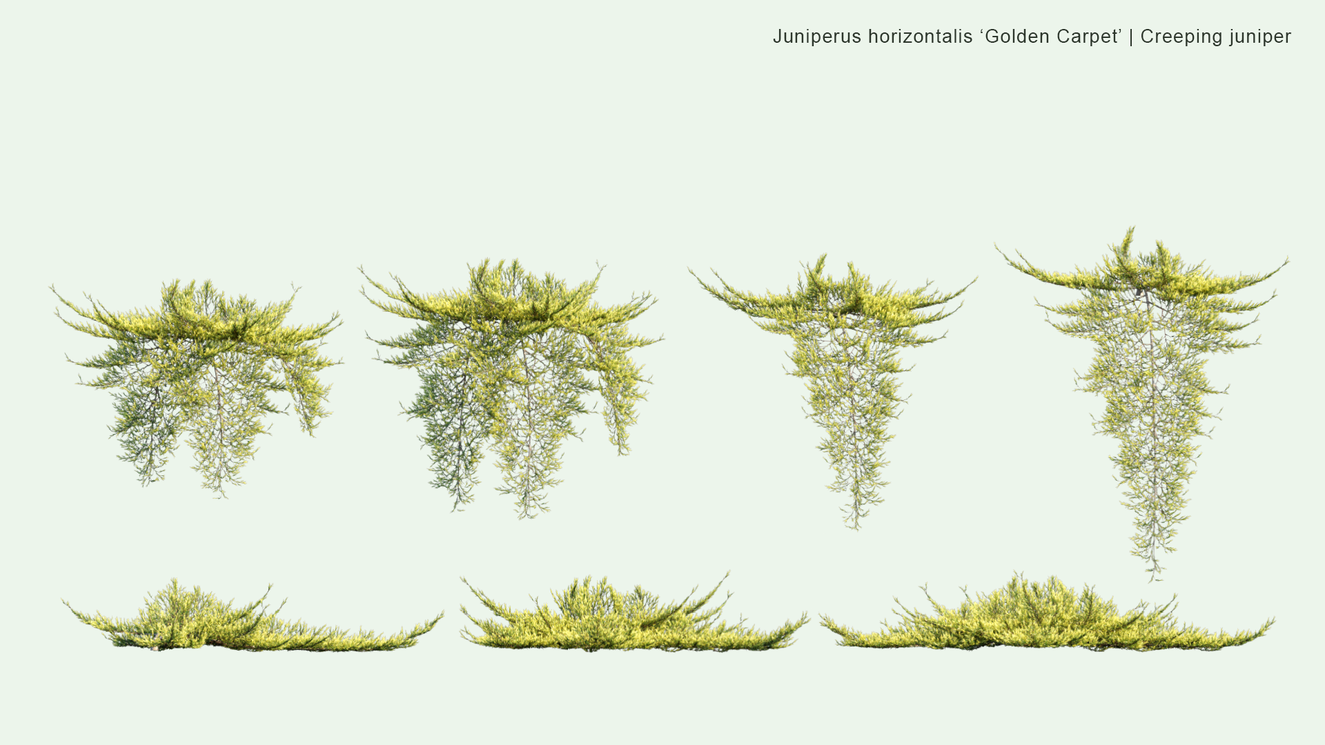 2D | Juniperus Horizontalis 'Golden Carpet' - Creeping Juniper