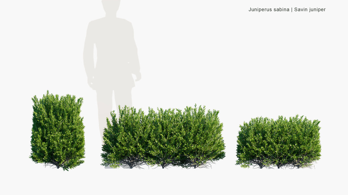 High Poly | Juniperus Sabina (Savin Juniper) 3D Model - GlobePlants