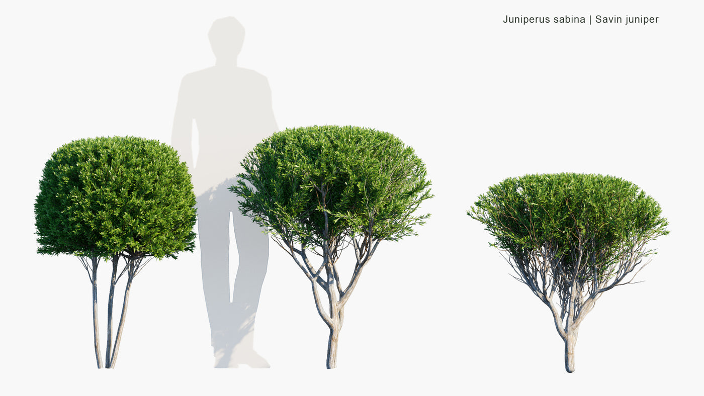 High Poly | Juniperus Sabina (Savin Juniper) 3D Model - GlobePlants