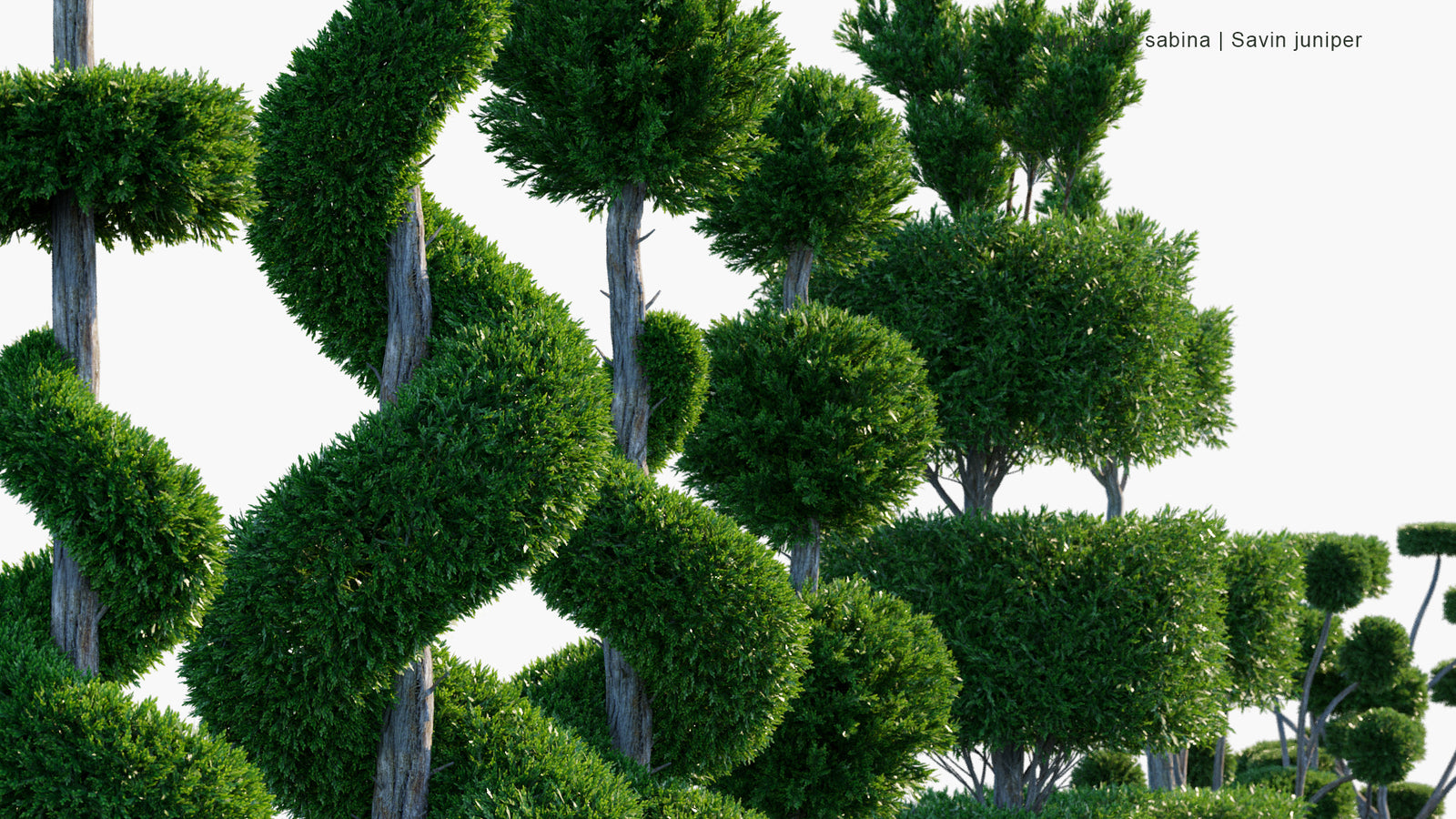 High Poly | Juniperus Sabina (Savin Juniper) 3D Model - GlobePlants