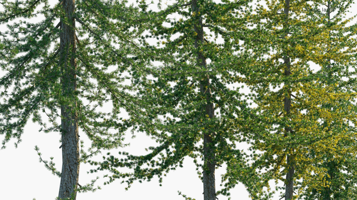 High Poly | Larix Lyallii (Subalpine Larch) 3D Model - GlobePlants