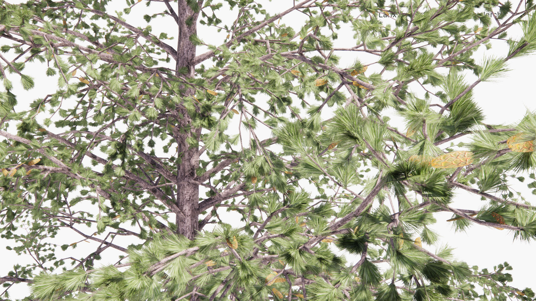 Low Poly | Larix Occidentalis (Western Larch) 3D Model - GlobePlants