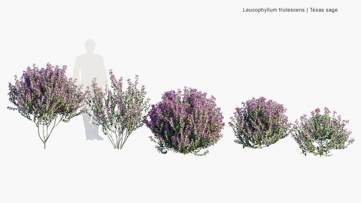 Low Poly | Leucophyllum Frutescens (Texas Ranger) 3D Model