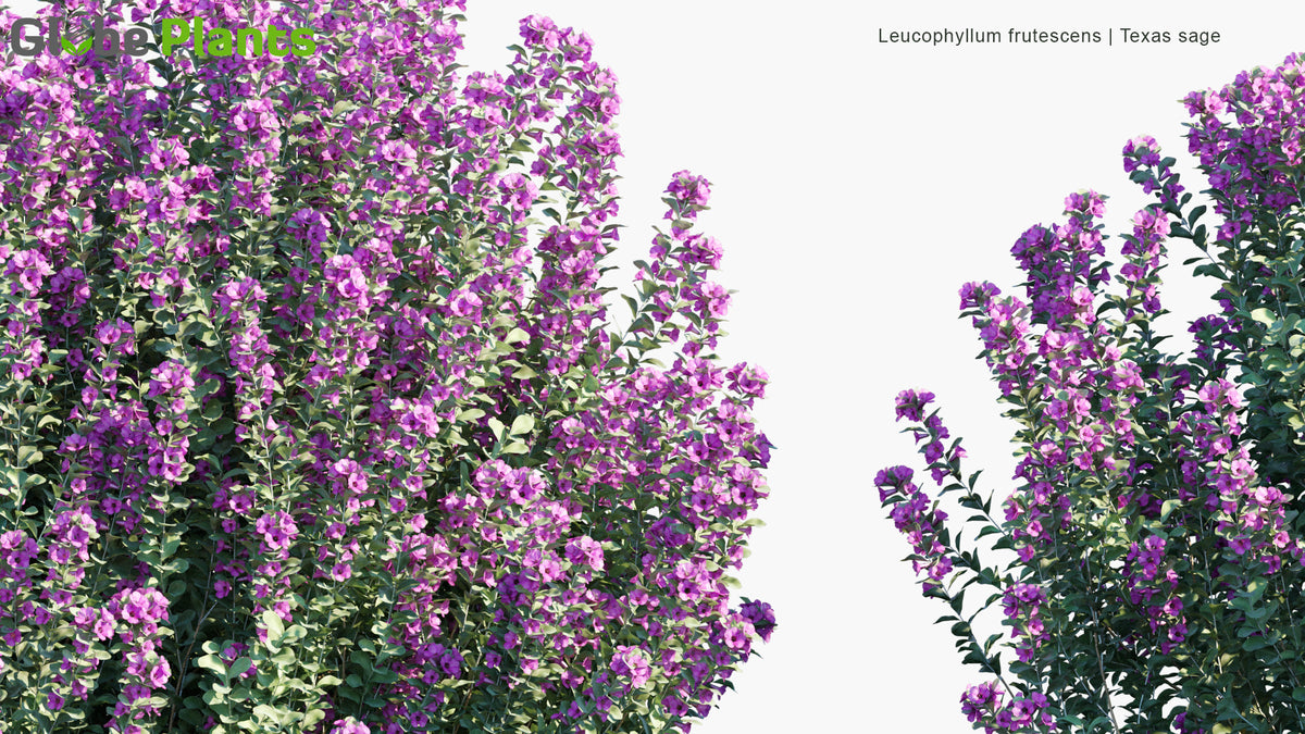 Low Poly | Leucophyllum Frutescens (Texas Ranger) 3D Model