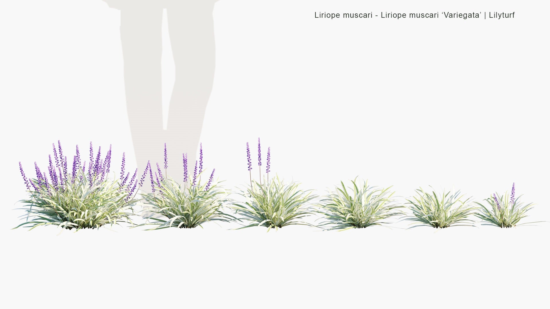 Low Poly | Liriope Muscari 'Variegata' - Big Blue Lilyturf