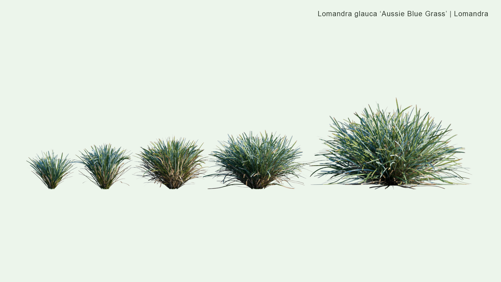 2D | Lomandra Glauca 'Aussie Blue Grass' - Mat Rush