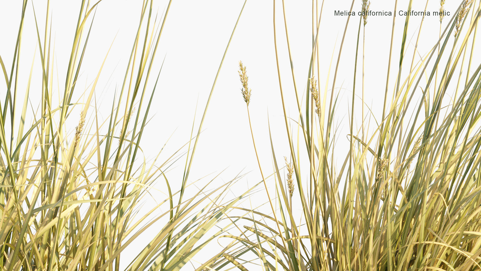 High Poly | Melica Californica (California Melic) 3D Model - Globe Plants
