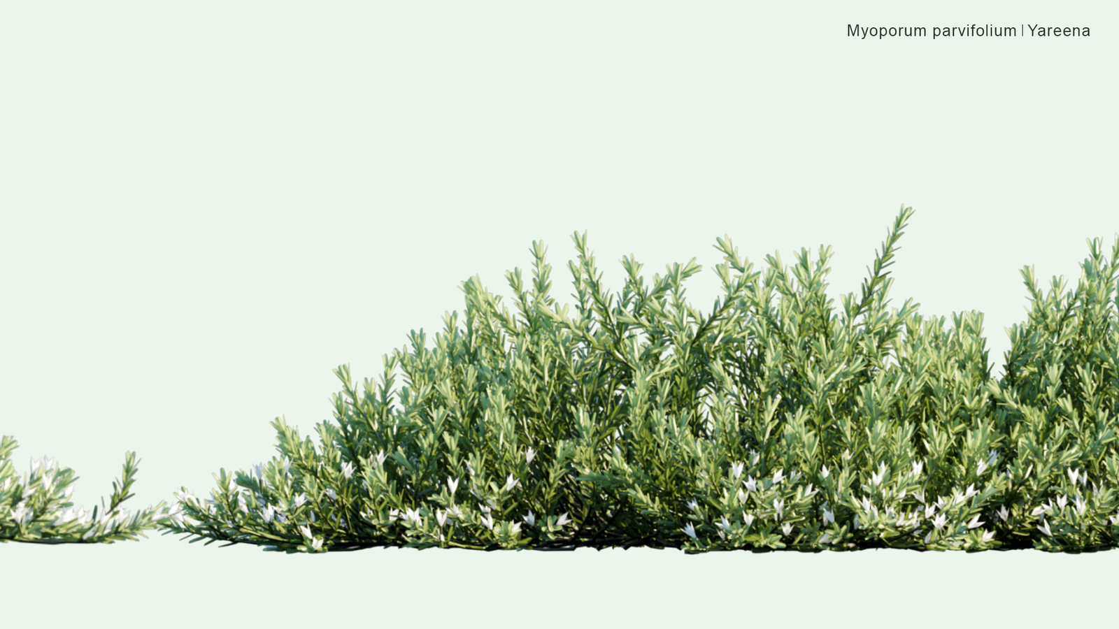 2D | Myoporum Parvifolium - Yareena