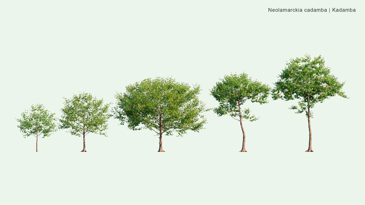 2D | Neolamarckia Cadamba - Kadamba, Burflower-tree, Laran