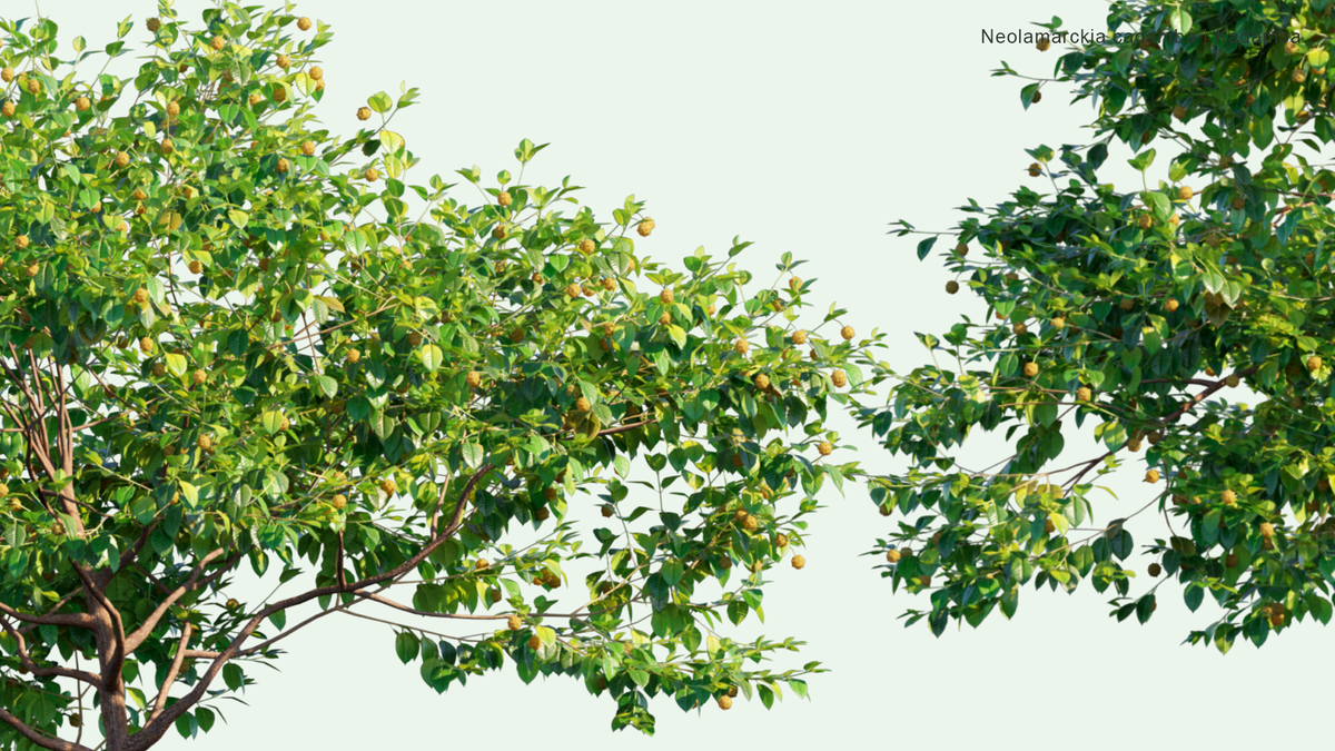 2D | Neolamarckia Cadamba - Kadamba, Burflower-tree, Laran