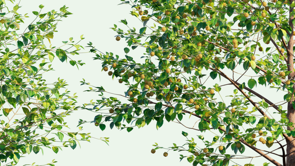 2D | Neolamarckia Cadamba - Kadamba, Burflower-tree, Laran