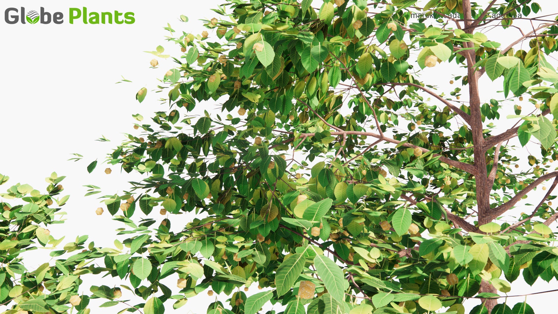 Low Poly | Neolamarckia Cadamba - Kadamba, Burflower-Tree, Laran ...