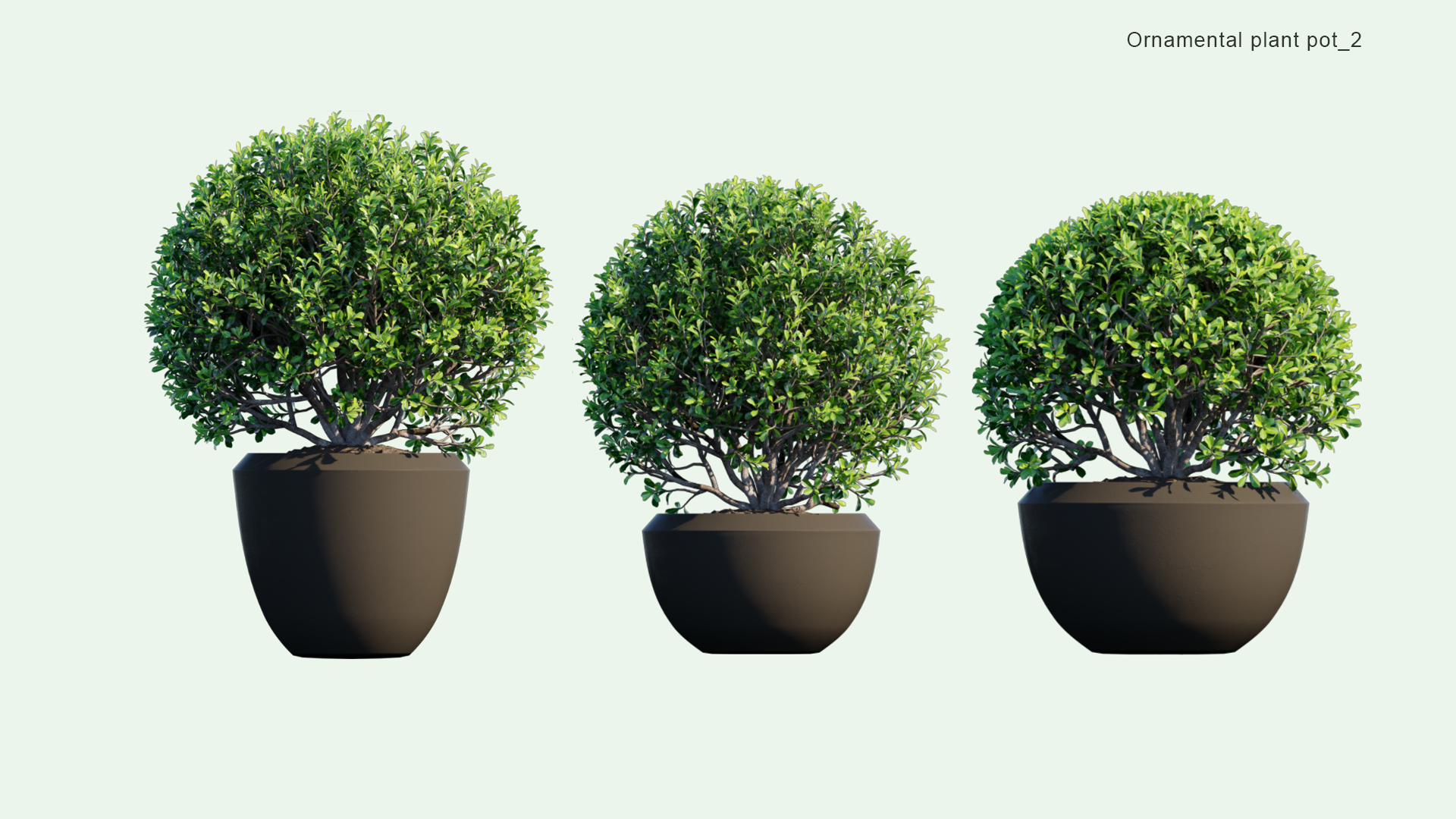 2D | Ornamental Pot Plant 02 - Pittosporum Tobira