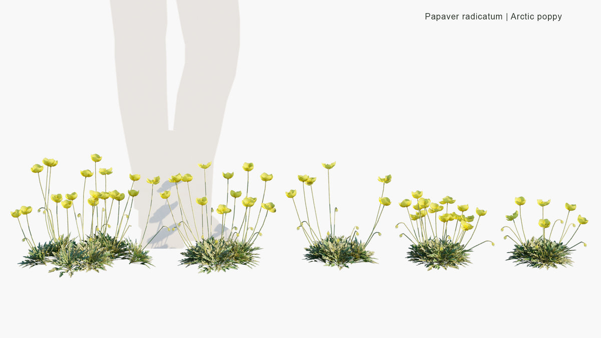Low Poly | Papaver Radicatum -Arctic Poppy, Rooted Poppy, Yellow Poppy
