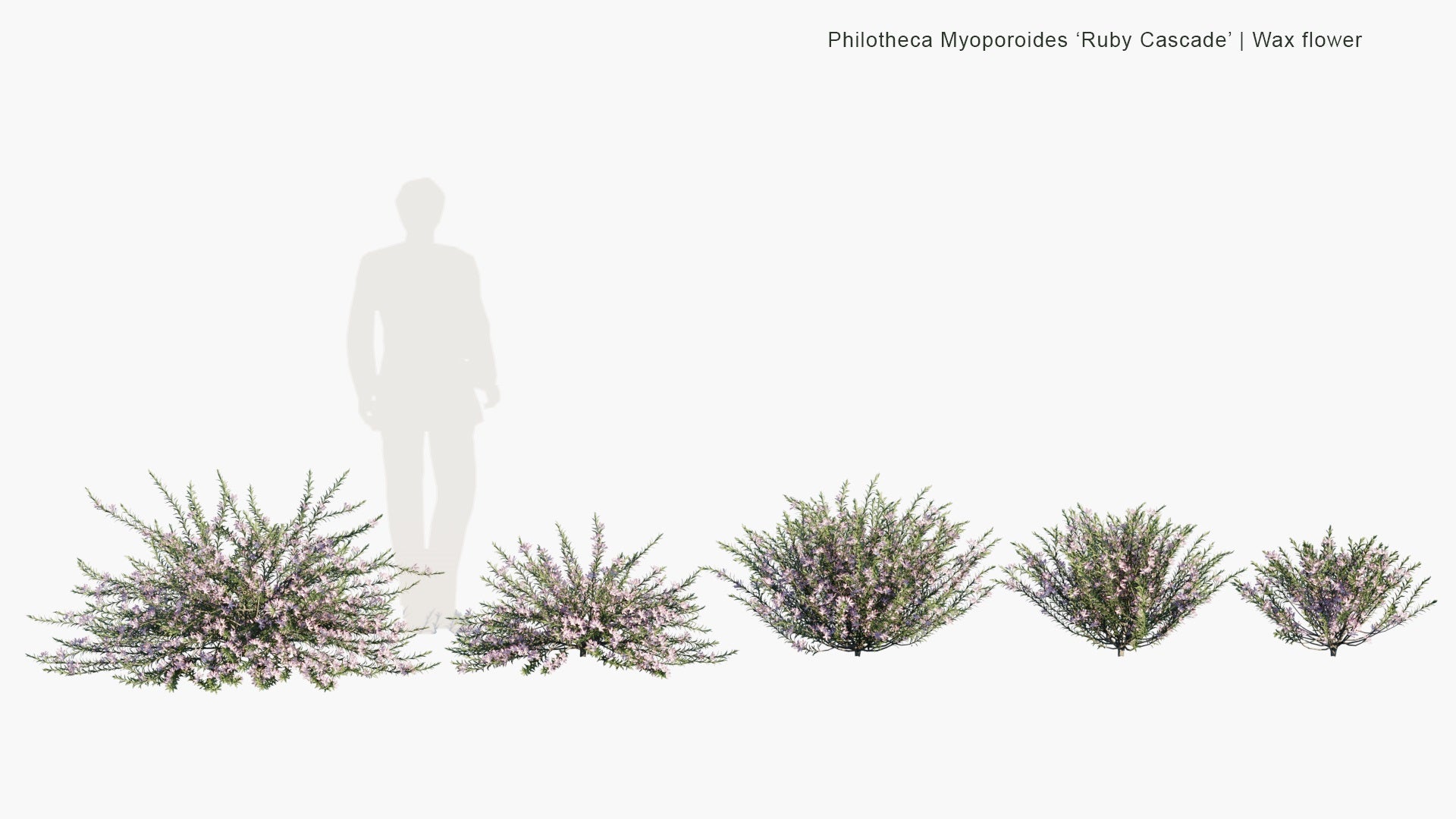 Low Poly | Philotheca Myoporoides Ruby Cascade (Wax Flower) 3D Model