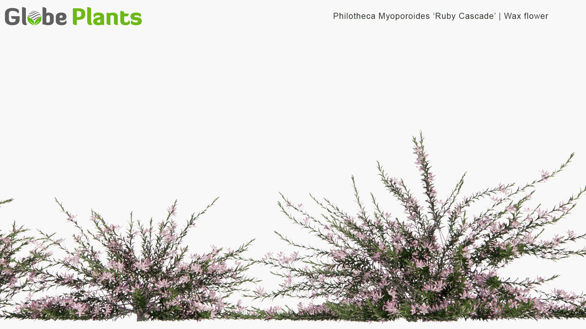 Low Poly | Philotheca Myoporoides Ruby Cascade - Wax Flower