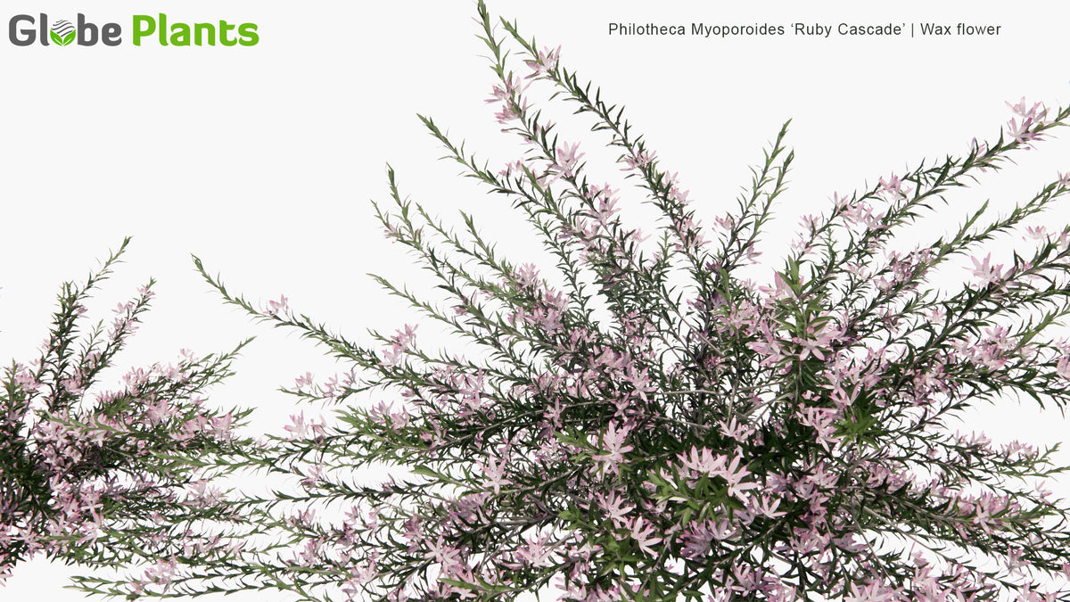 Low Poly | Philotheca Myoporoides Ruby Cascade (Wax Flower) 3D Model