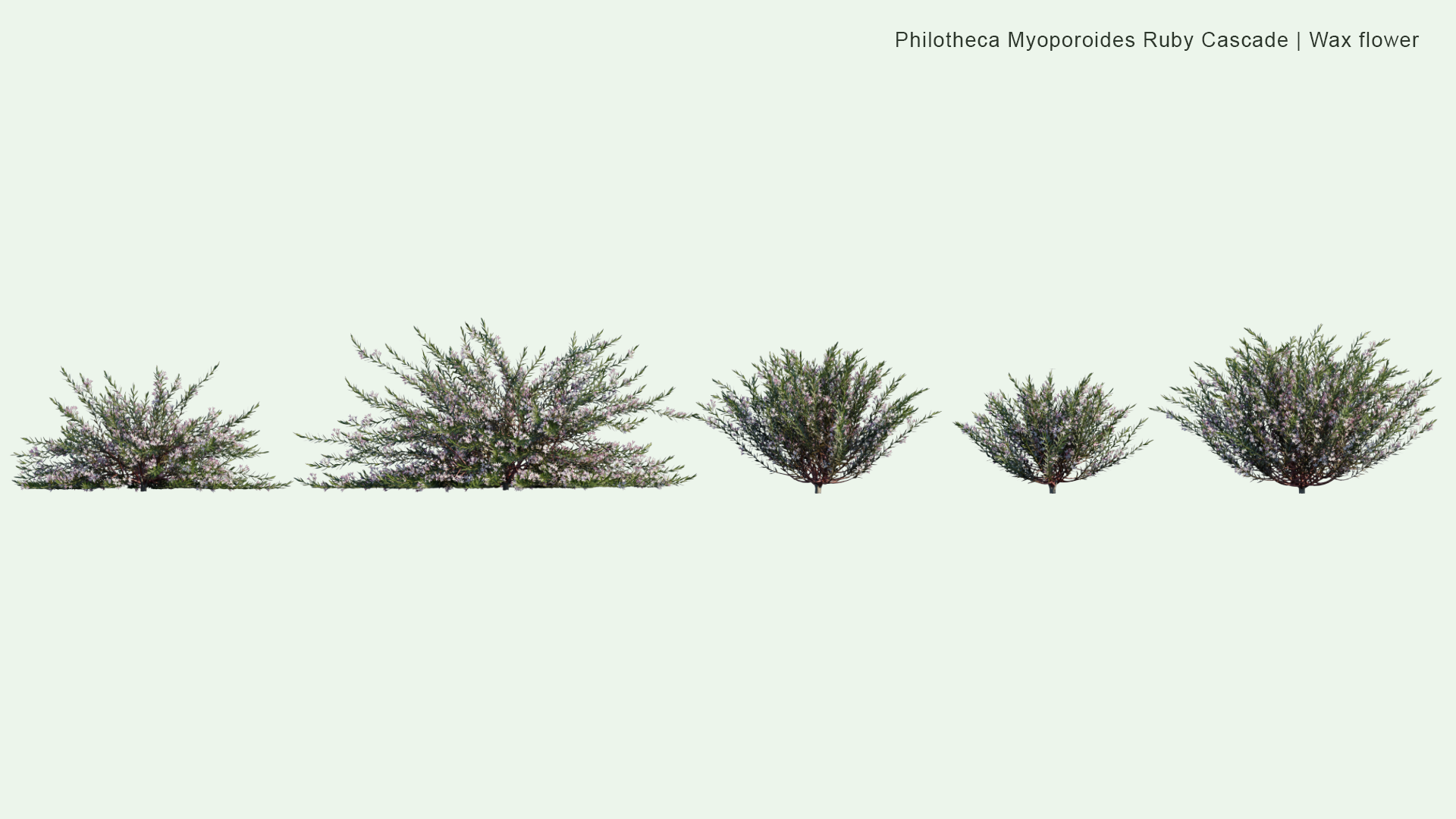 2D | Philotheca Myoporoides Ruby Cascade - Wax Flower