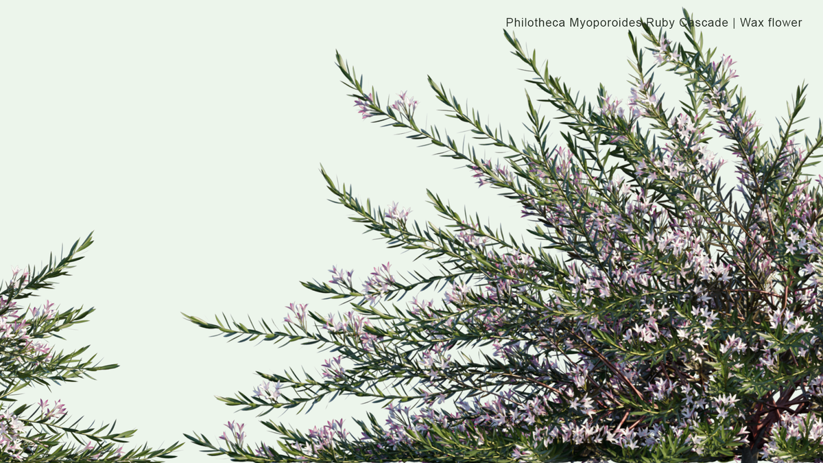 2D | Philotheca Myoporoides Ruby Cascade - Wax Flower