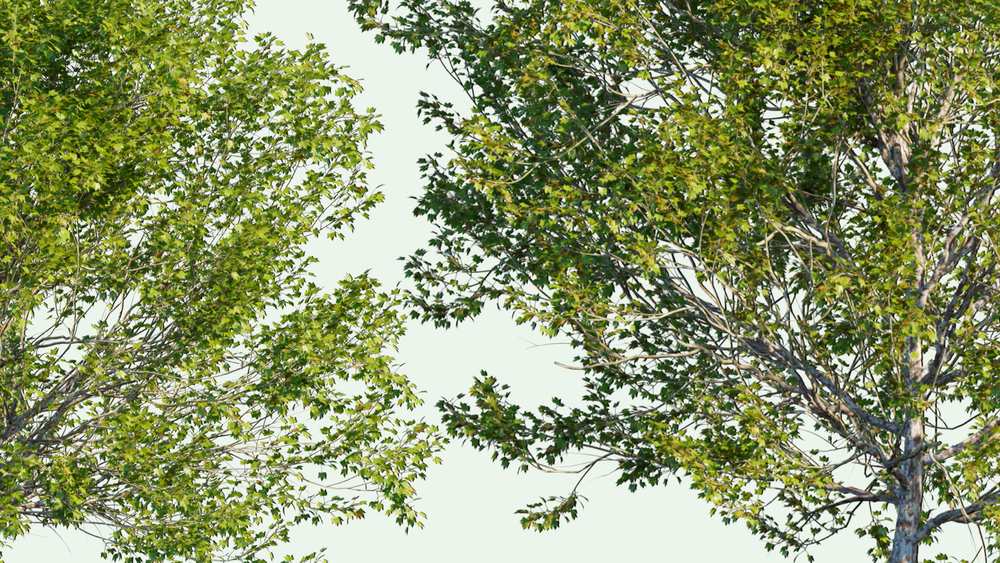 2D | Platanus Occidentalis - American Sycamore, American Planetree