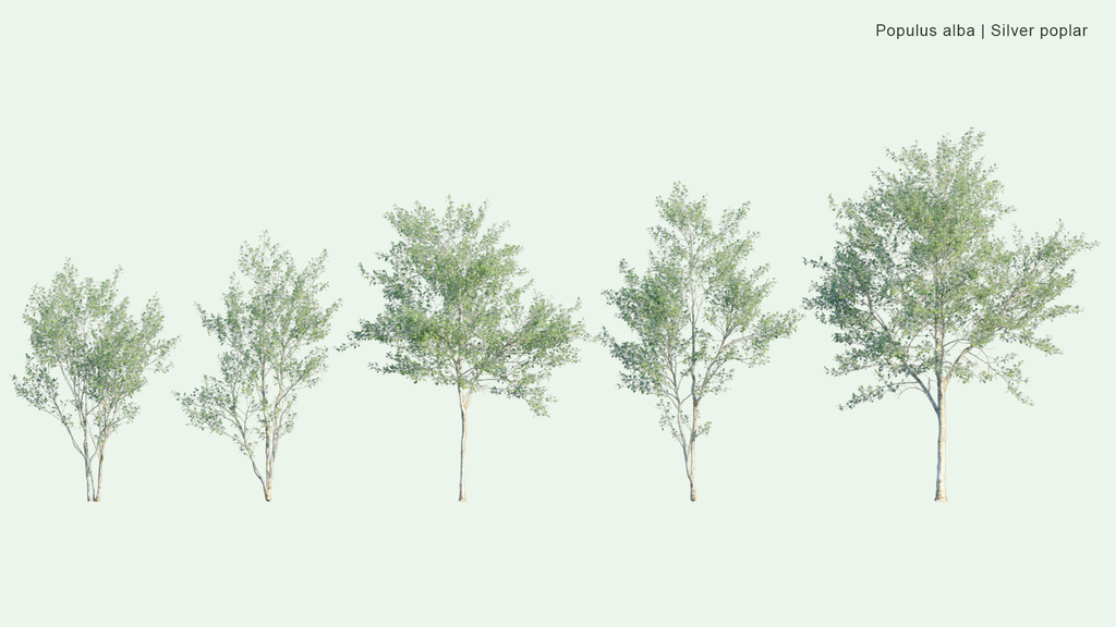 Silver Poplar Tree