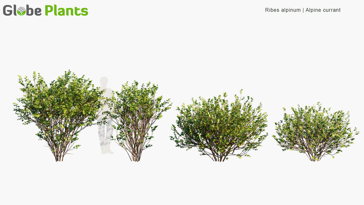 Low Poly | Ribes Alpinum - Mountain Currant, Alpine Currant