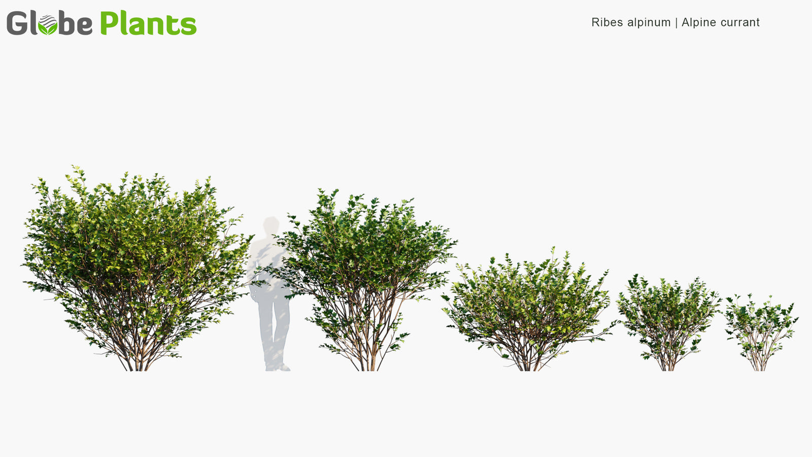 Low Poly | Ribes Alpinum - Mountain Currant, Alpine Currant