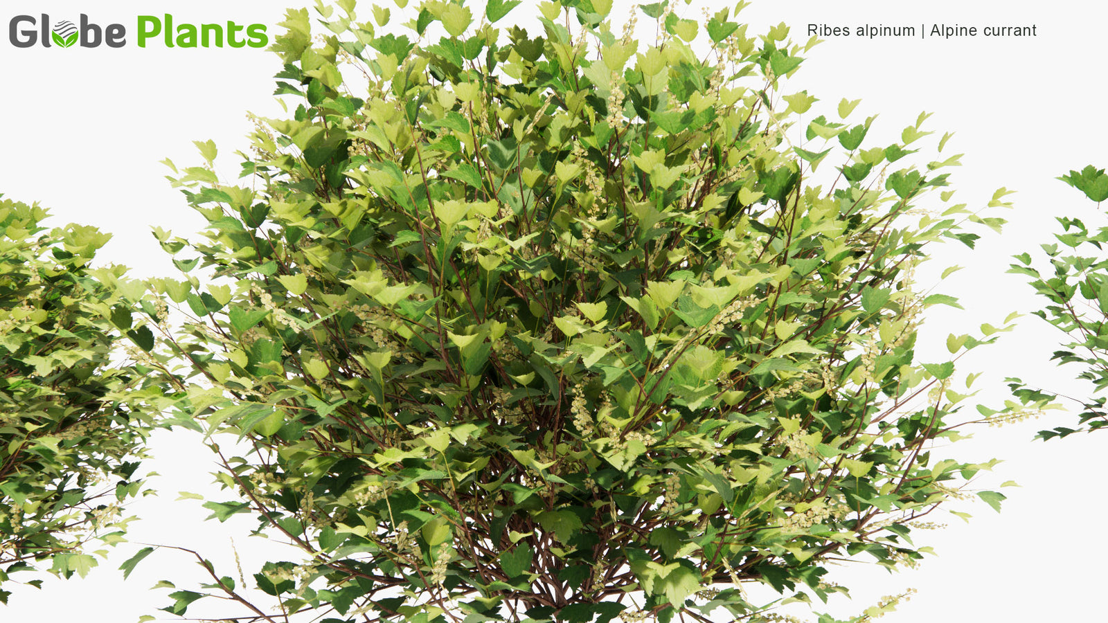 Low Poly | Ribes Alpinum - Mountain Currant, Alpine Currant