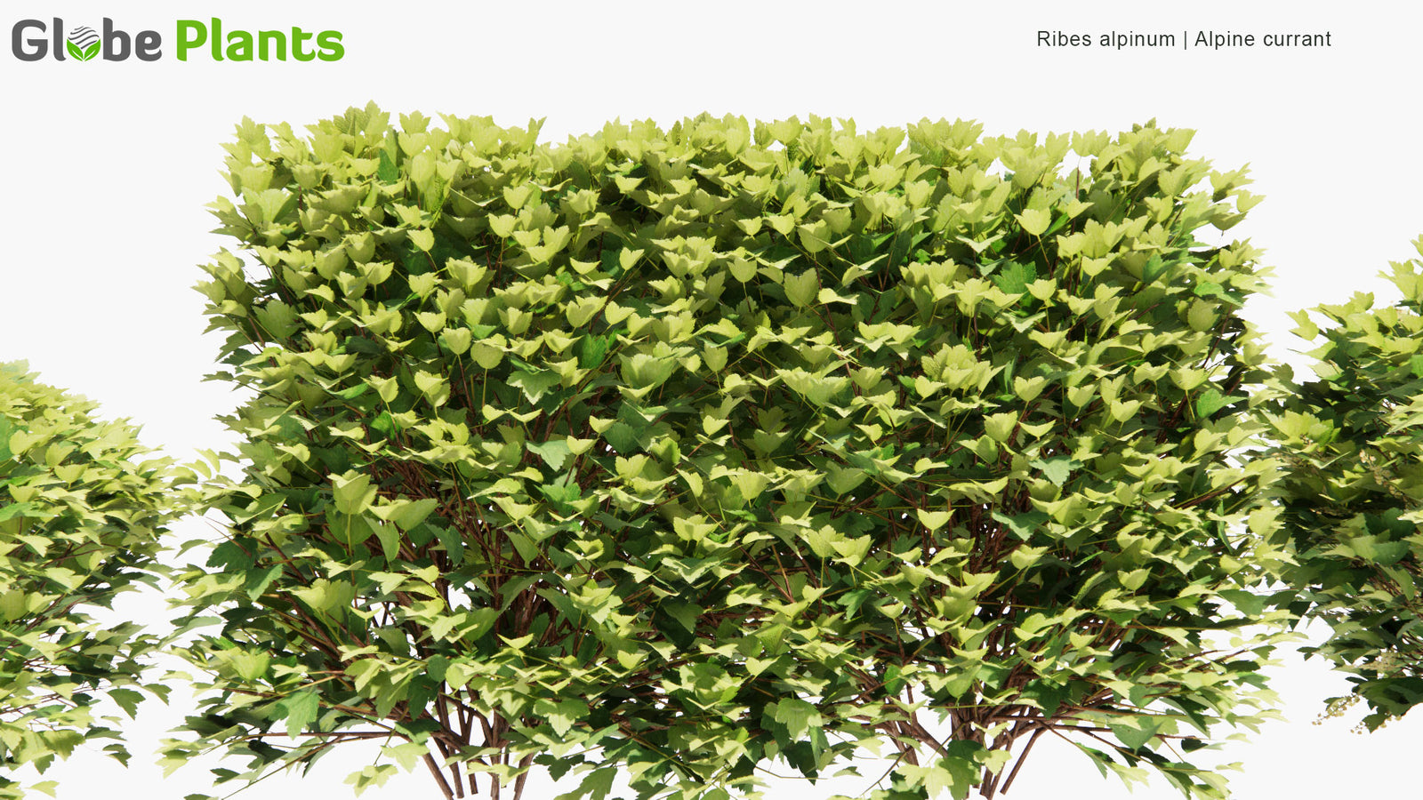 Low Poly | Ribes Alpinum - Mountain Currant, Alpine Currant