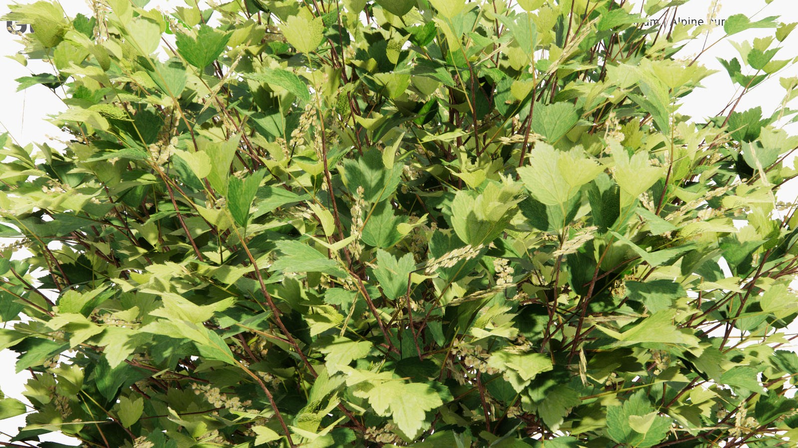 Low Poly | Ribes Alpinum - Mountain Currant, Alpine Currant