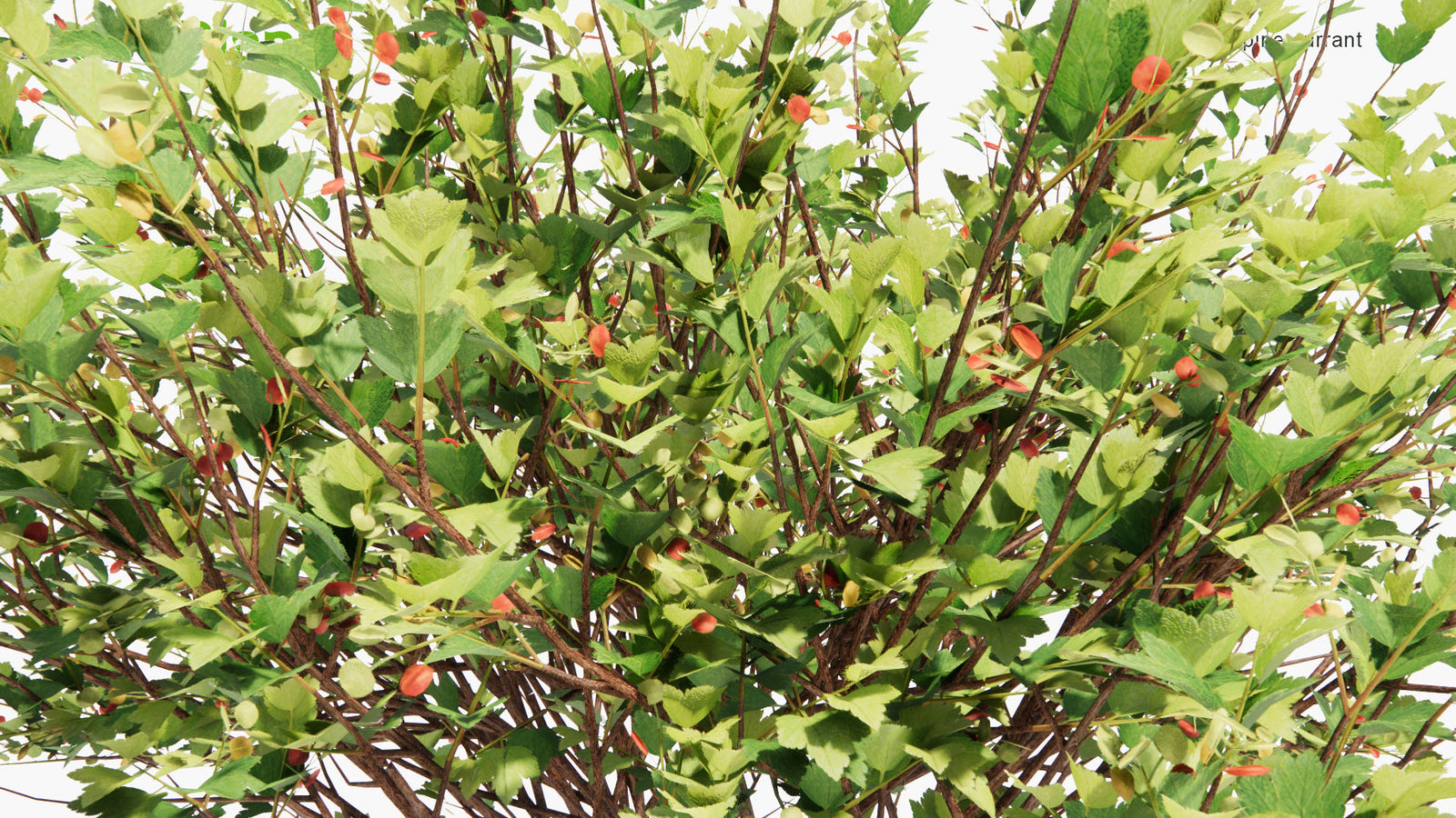 Low Poly | Ribes Alpinum - Mountain Currant, Alpine Currant