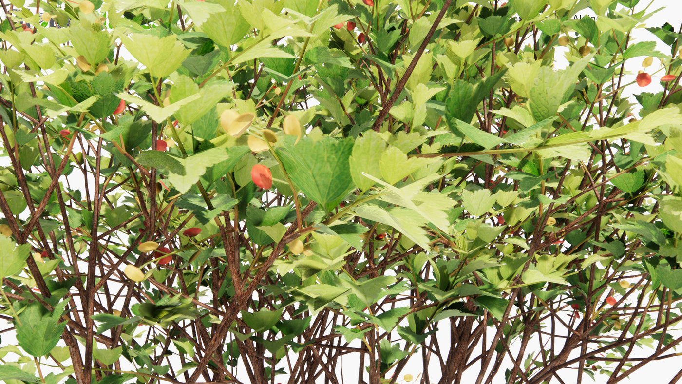 Low Poly | Ribes Alpinum - Mountain Currant, Alpine Currant