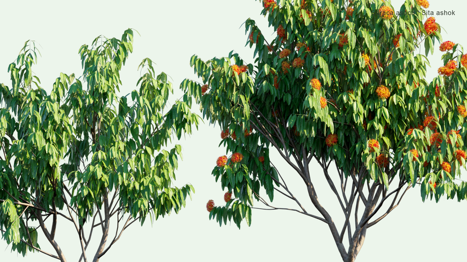 2D | Saraca Asoca - Sita Ashok, Ashoka Tree