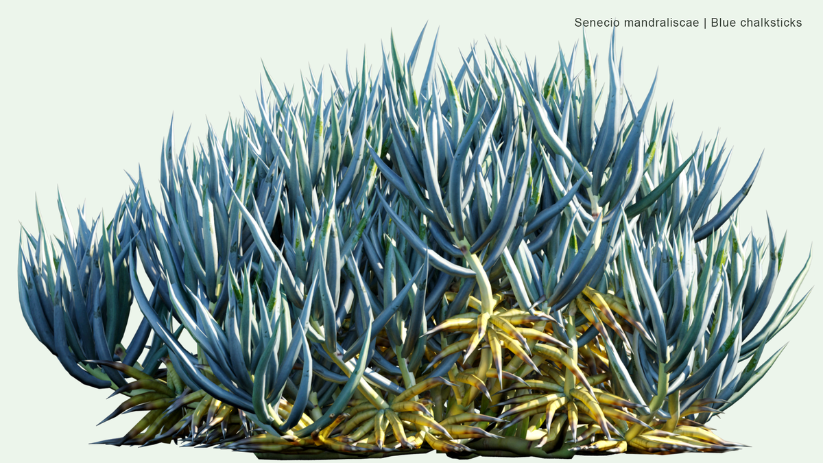 2D | Senecio Mandraliscae - Blue ChalkSticks