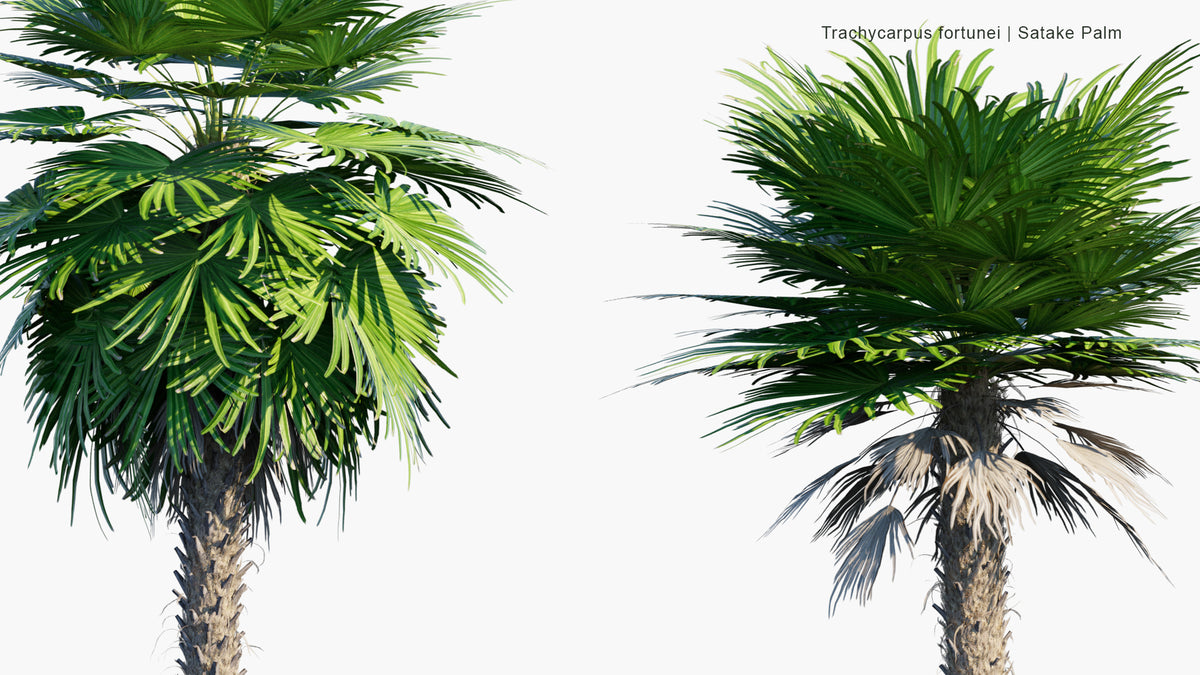 Low Poly | Trachycarpus Fortunei (Chinese Windmill Palm) 3D Model ...