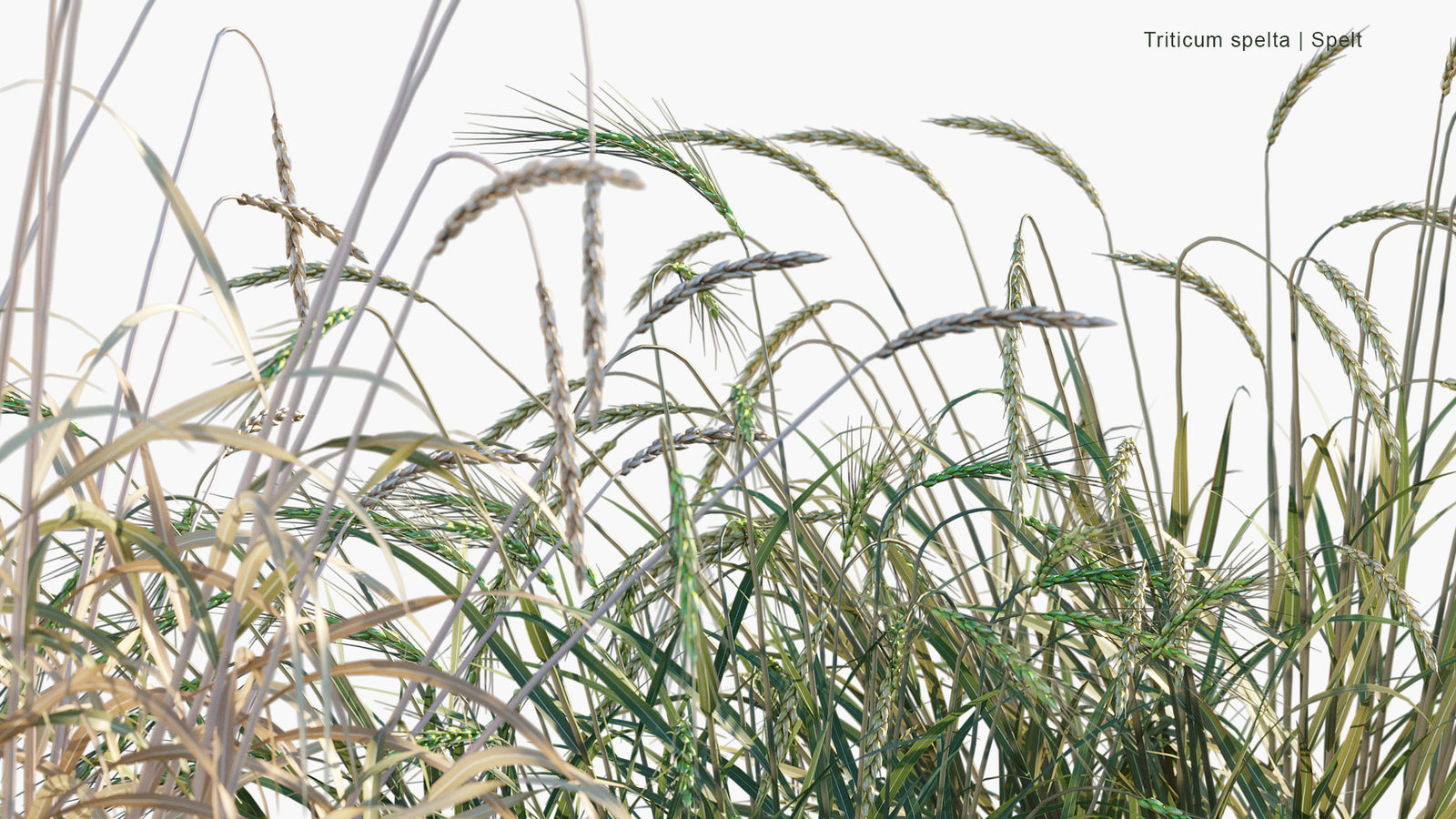 High Poly | Triticum Spelta (Spelt, Hulled Wheat) 3D Model
