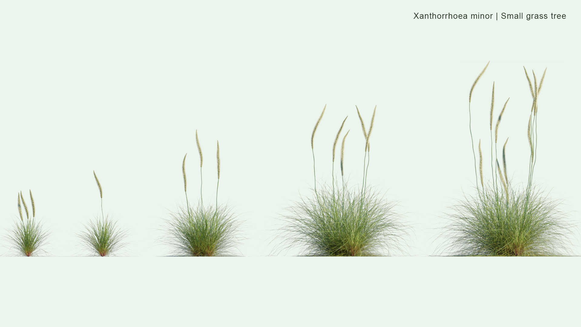 2D | Xanthorrhoea Minor - Small Grass Tree