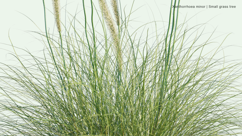 2D | Xanthorrhoea Minor - Small Grass Tree