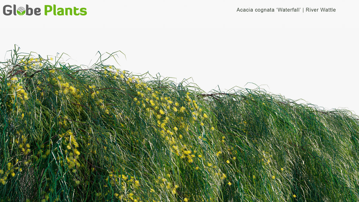 Acacia Cognata 'Waterfall' 3D Model | River Wattle | Globe Plants