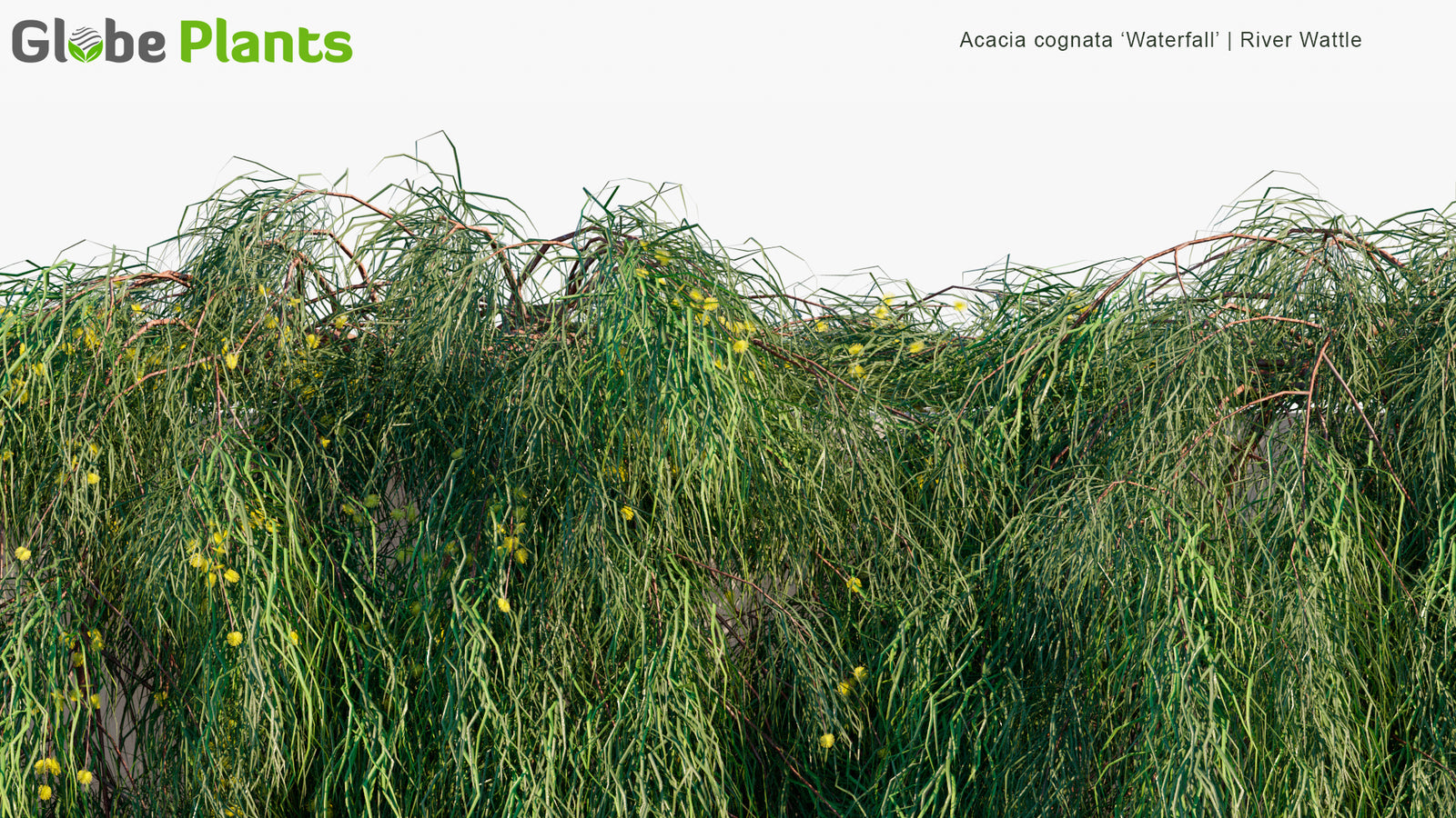 High Poly | Acacia Cognata 'Waterfall' (River Wattle) 3D Model