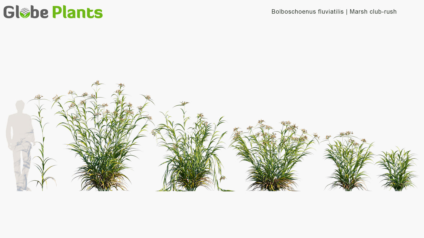 High Poly | Bolboschoenus Fluviatilis (River Bulrush) 3D Model