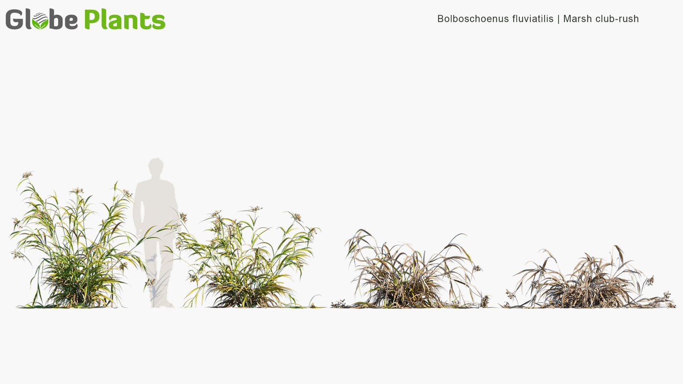 High Poly | Bolboschoenus Fluviatilis (River Bulrush) 3D Model