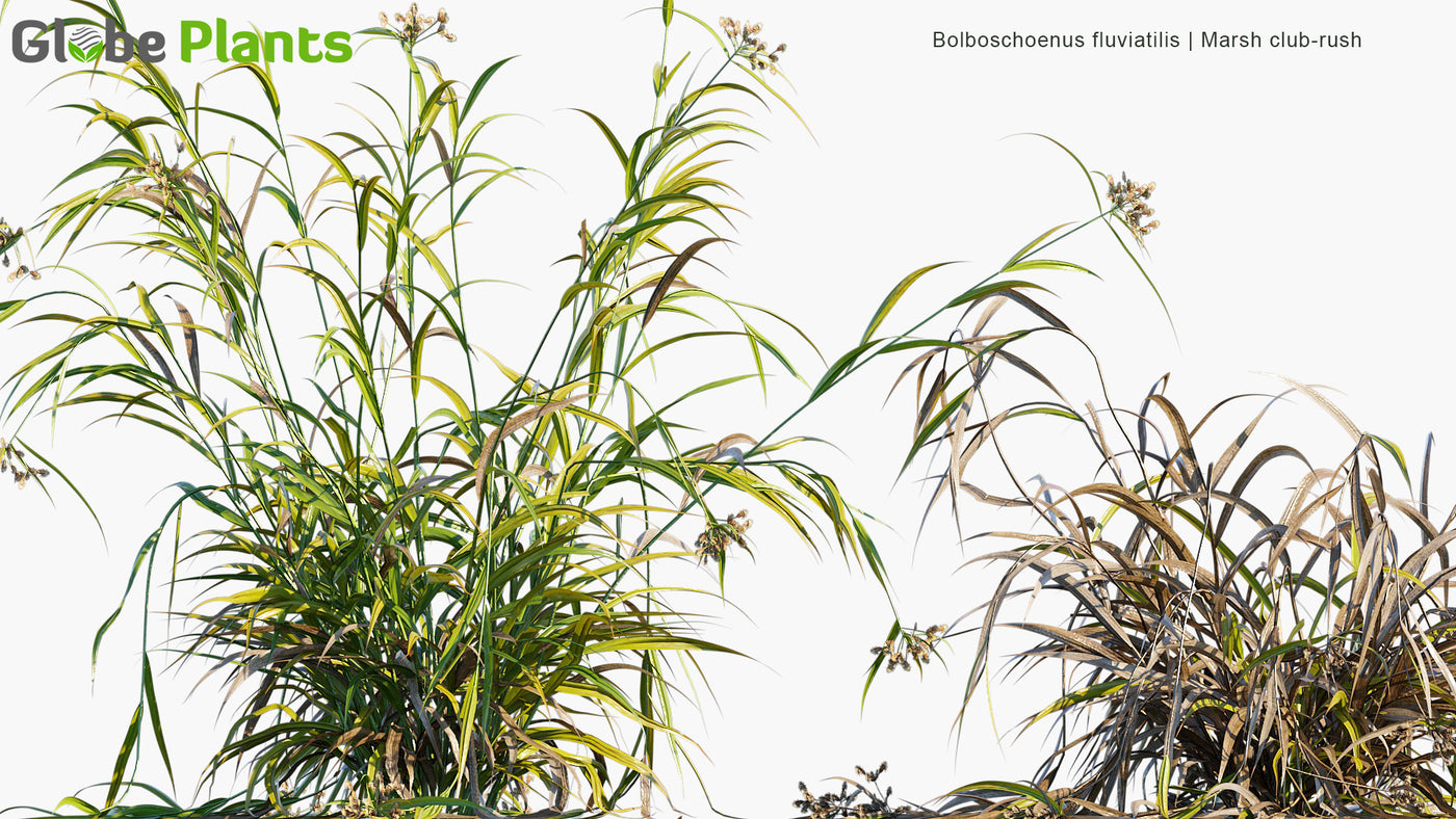 High Poly | Bolboschoenus Fluviatilis (River Bulrush) 3D Model