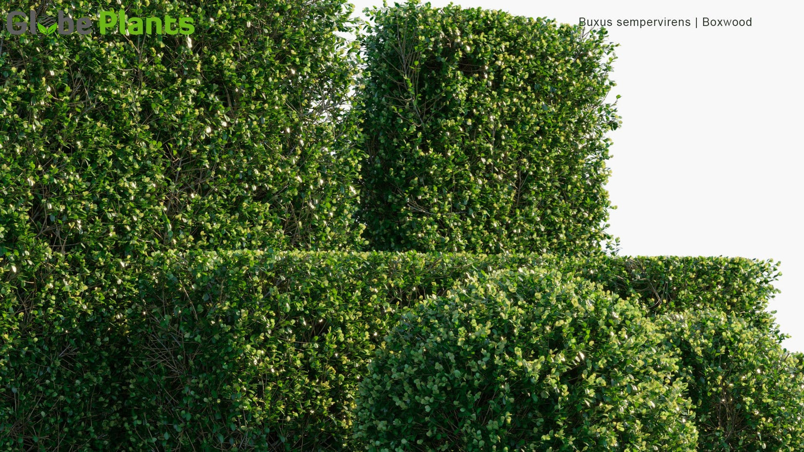 3D Plant Models Library | Photorealistic VR & CG Plants | Globe Plants