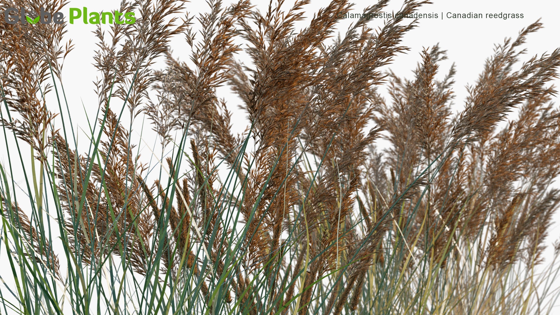Calamagrostis Canadensis - Bluejoint, Bluejoint Reedgrass 3D Model