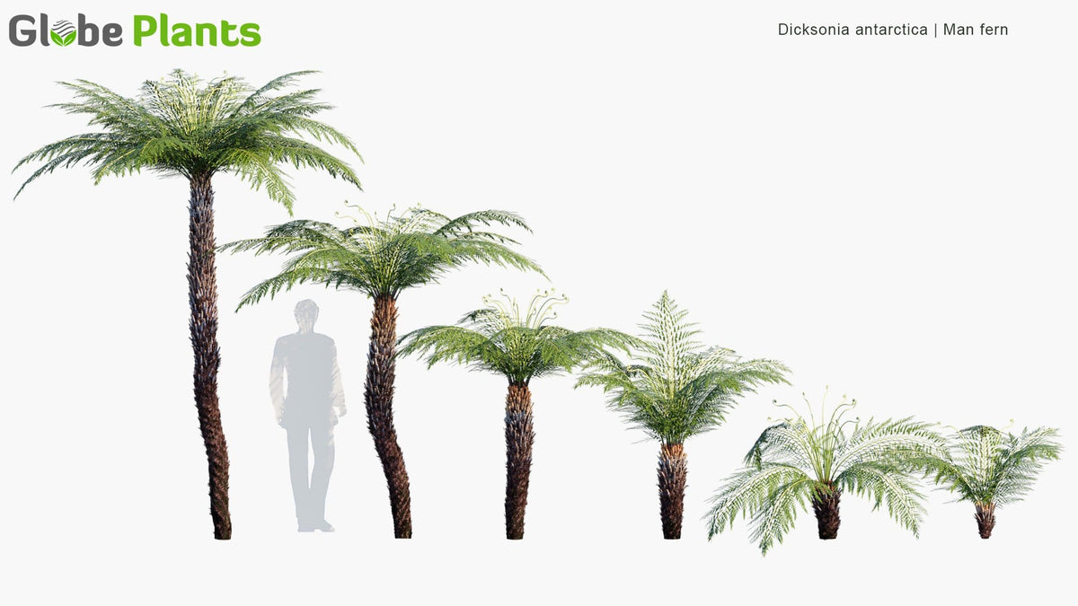 High Poly | Dicksonia Antarctica (Man Fern) 3D Model - GlobePlants