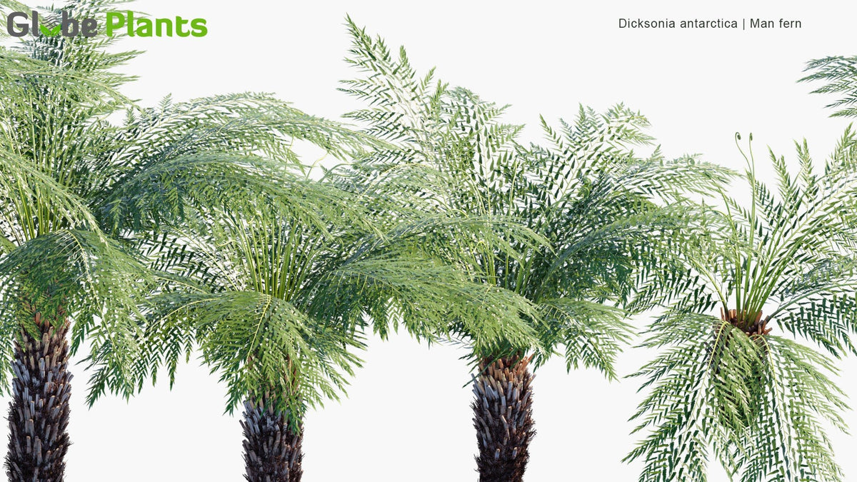 High Poly | Dicksonia Antarctica (Man Fern) 3D Model - GlobePlants