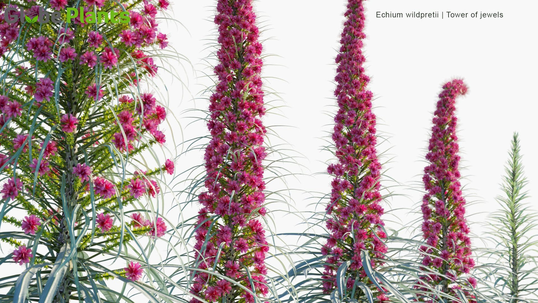 Plant of the Month: Echium Wildpretii - Tower of Jewels - A Dazzling S